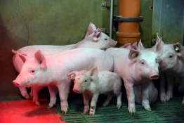 Wie wird die Kokzidiose diagnostiziert?